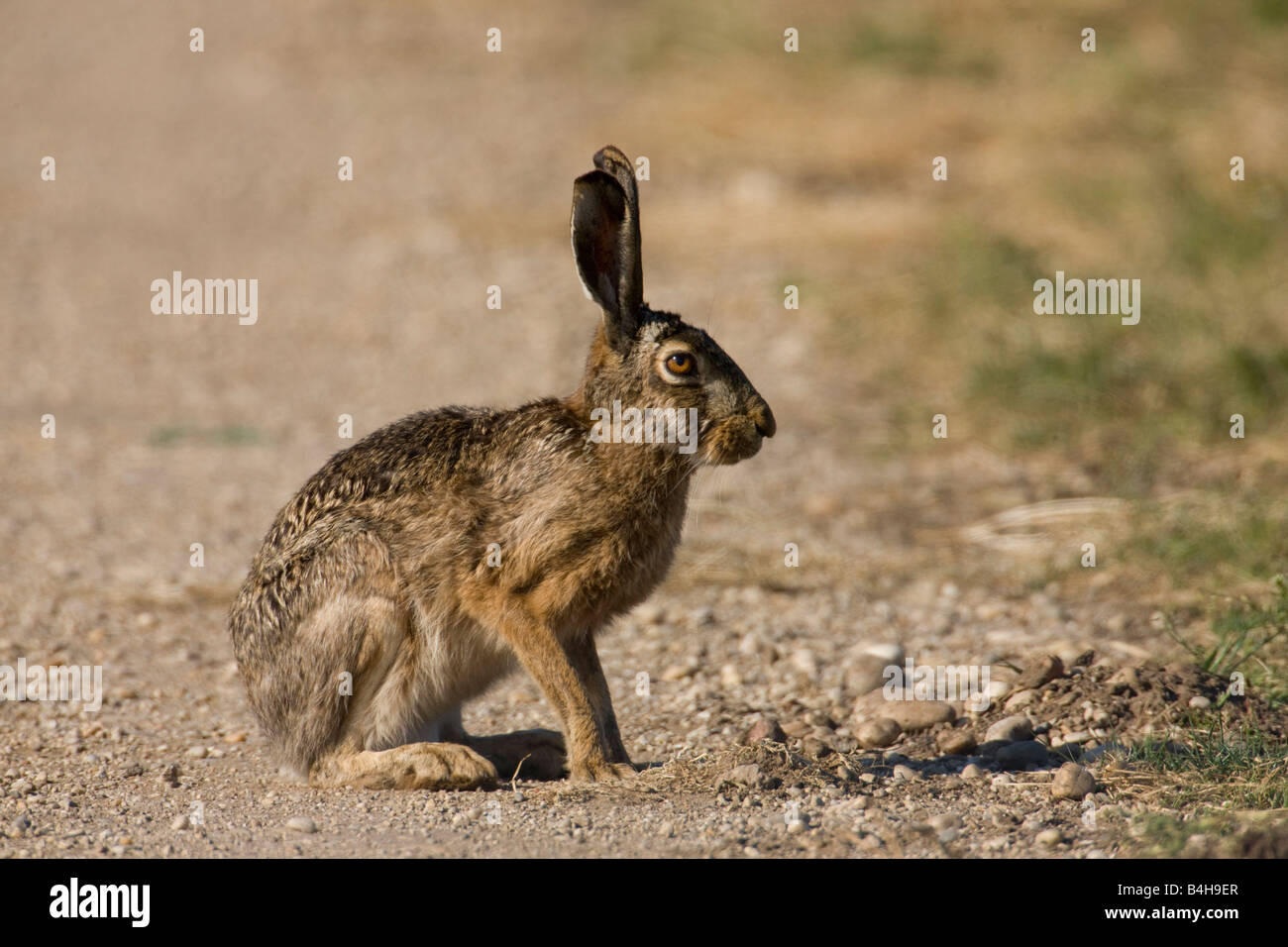 Close-up of Brown Hare (Lepus capensis) in field Stock Photo - Alamy