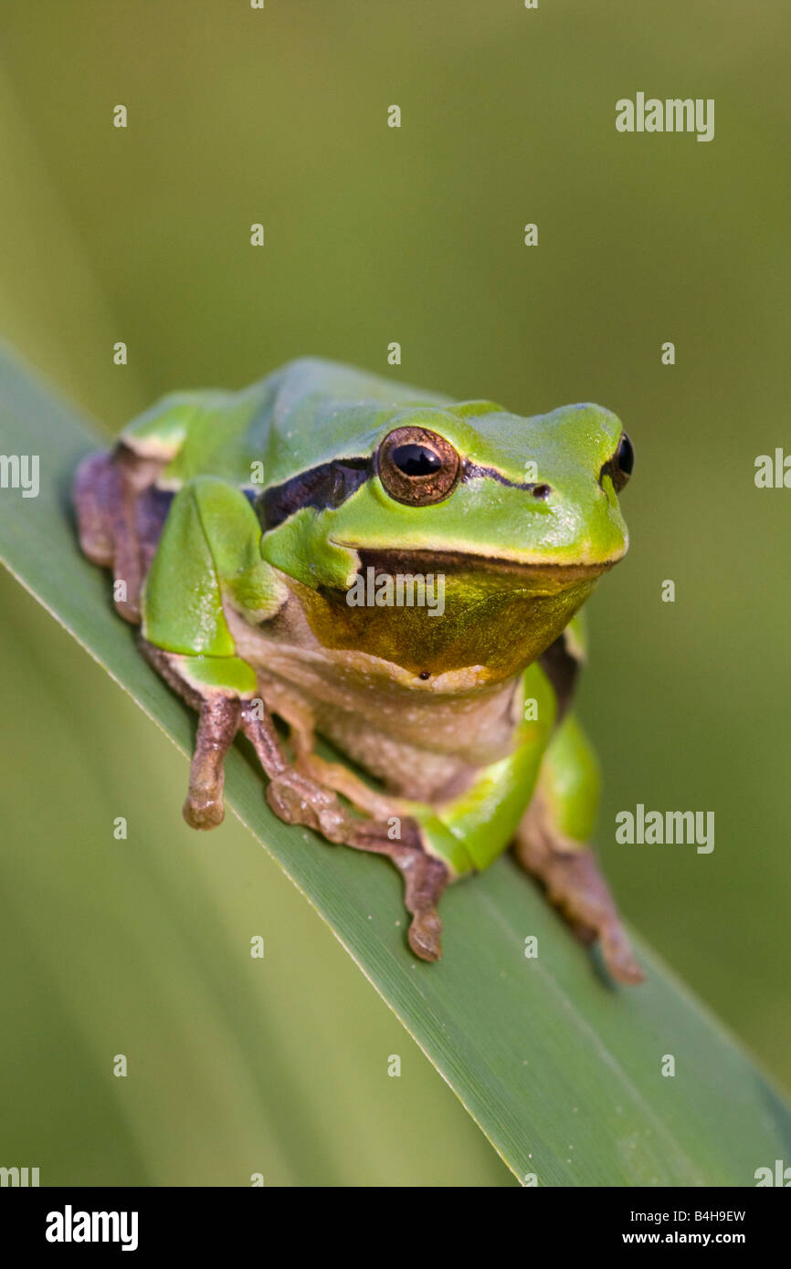 Tree frog on leaves hi-res stock photography and images - Alamy