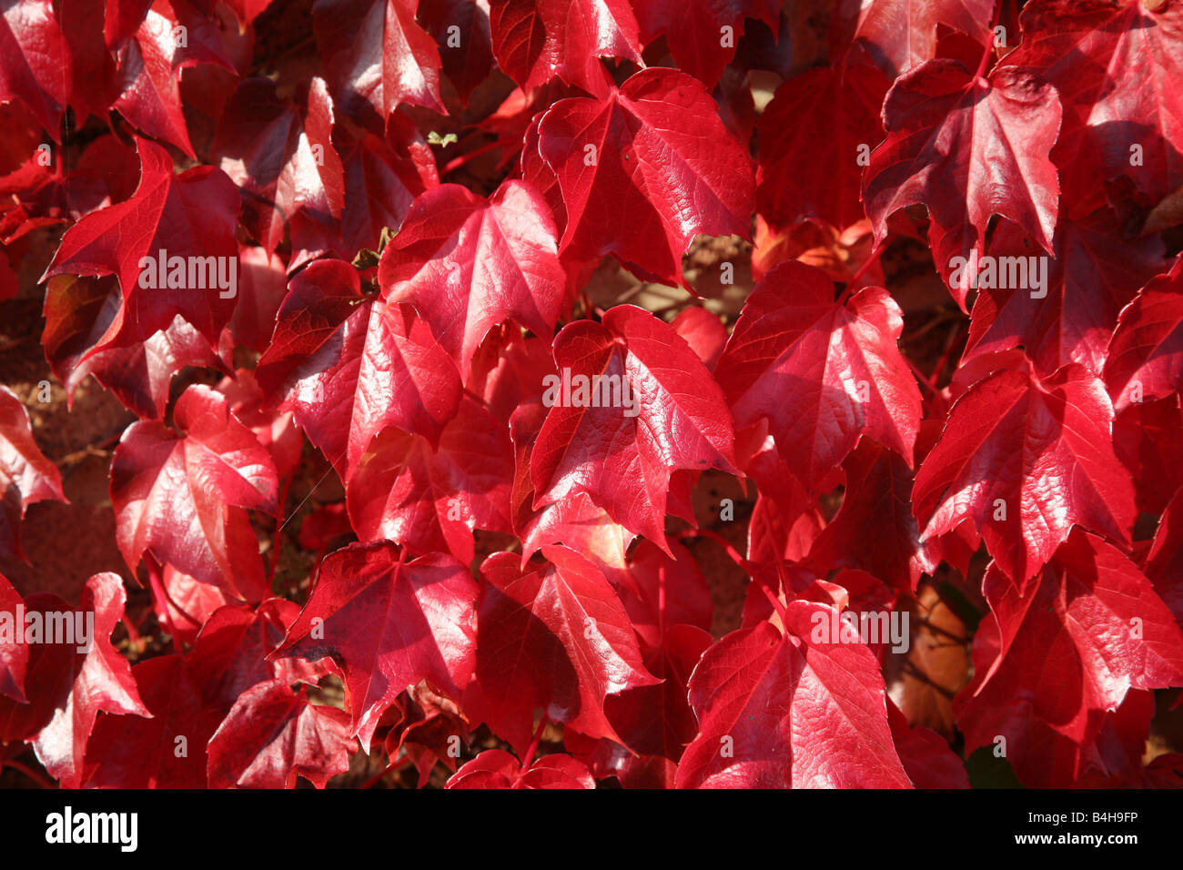 Ivy leaves turn red during Autumn Stock Photo - Alamy