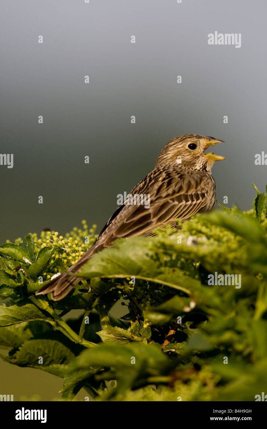 Austria view single tree hi-res stock photography and images - Alamy