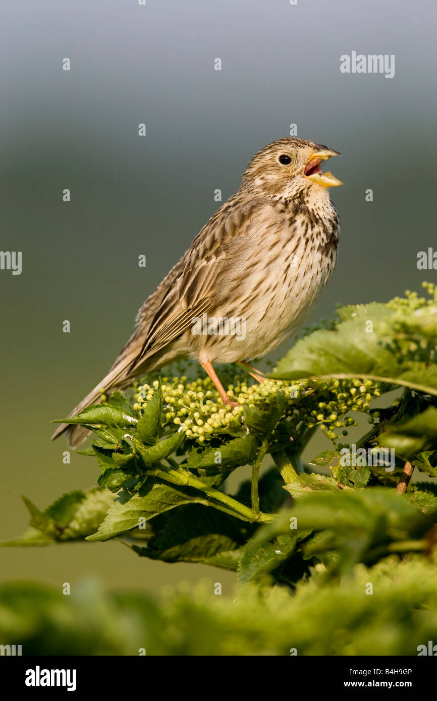 Austria view single tree hi-res stock photography and images - Alamy