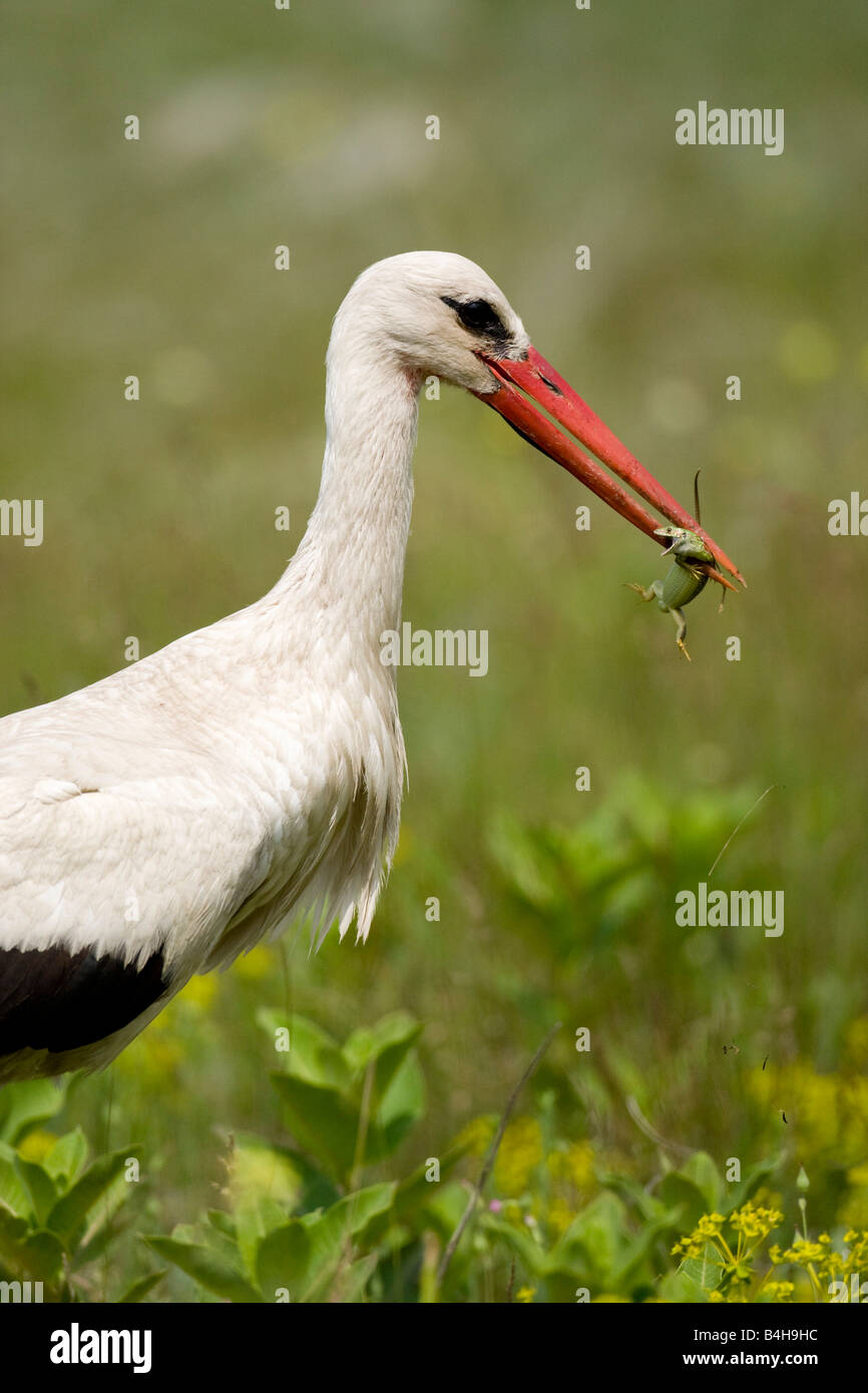 Prey reptiles hi-res stock photography and images - Alamy