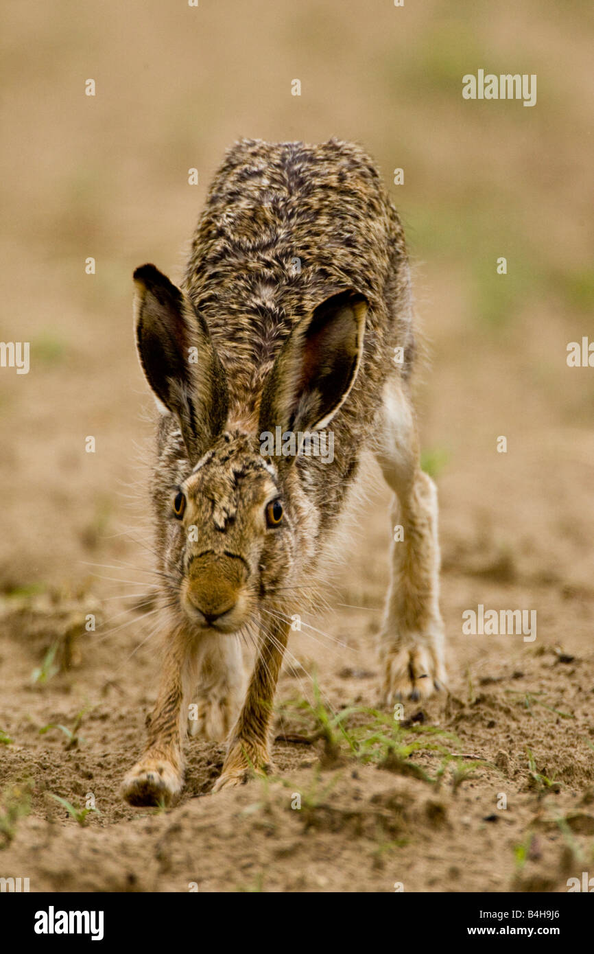 Lepus capensis hi-res stock photography and images - Alamy