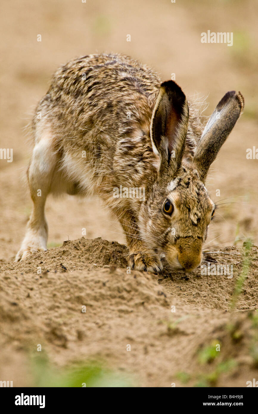 Field Hares Head High Resolution Stock Photography and Images - Alamy