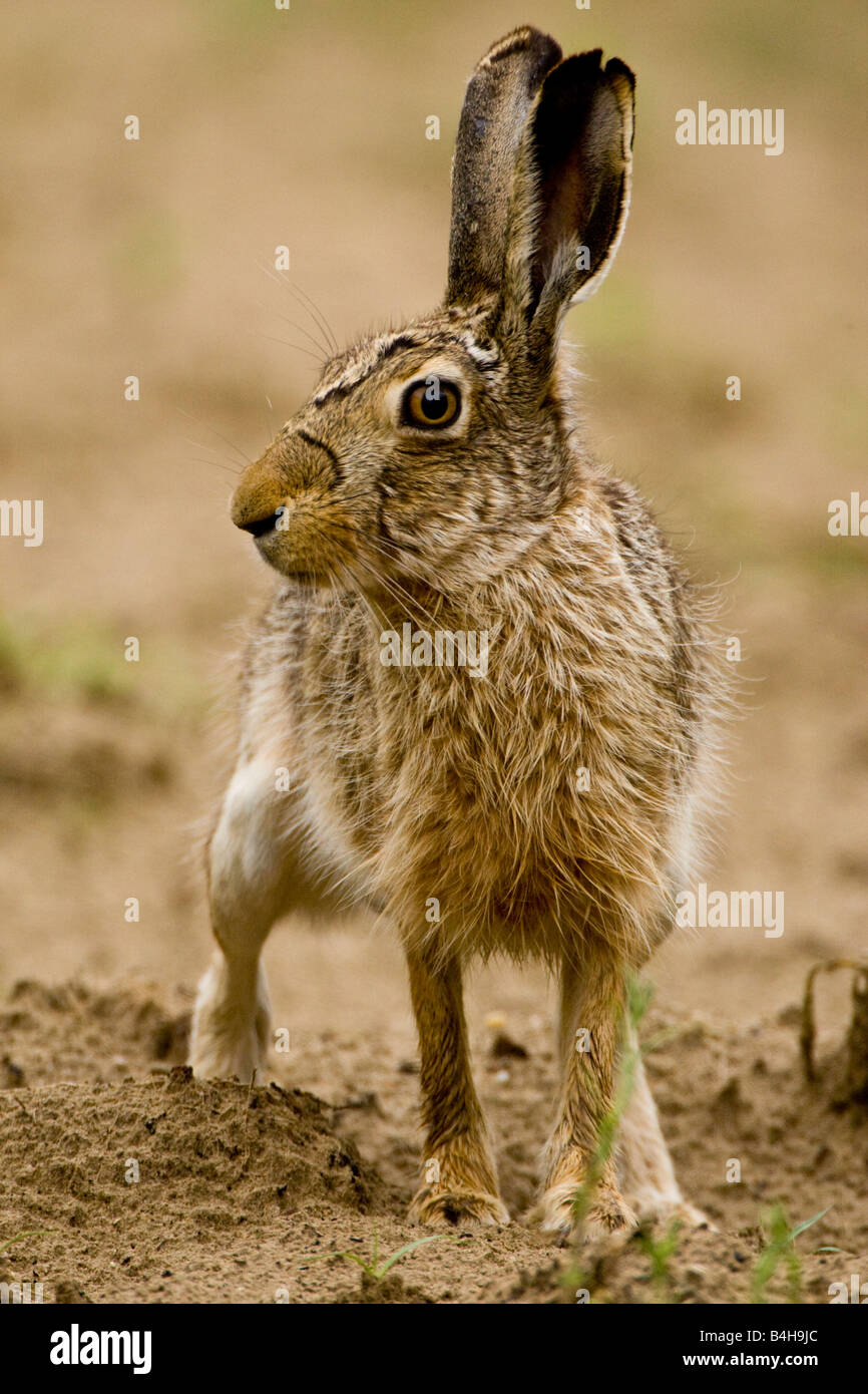 Field hares head hi-res stock photography and images - Alamy