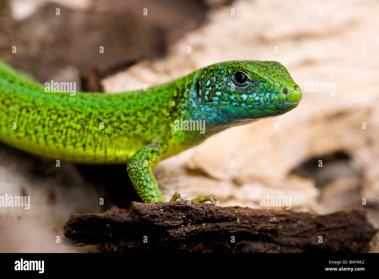 Close-up of European green lizard (Lacerta viridis Stock Photo - Alamy