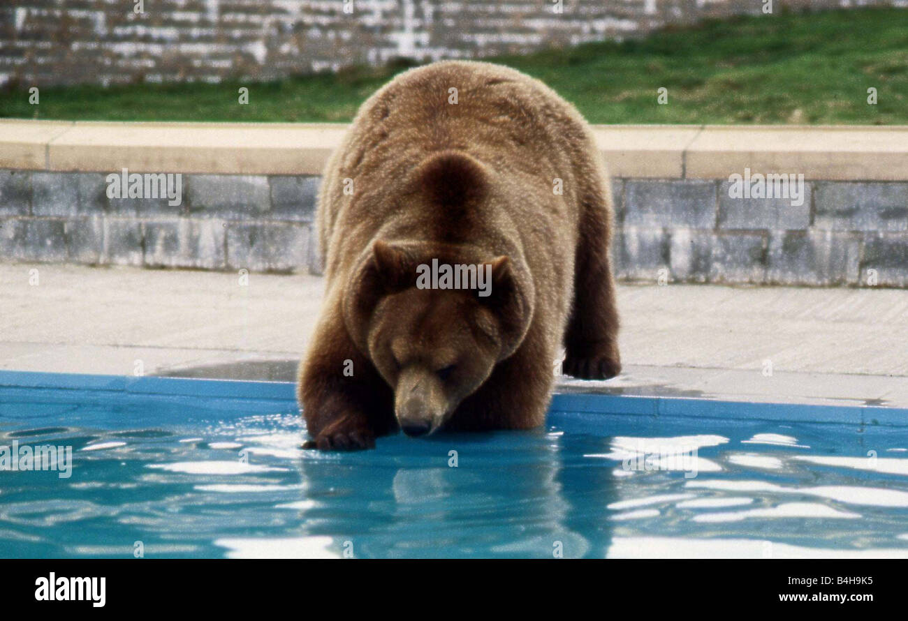 Hercules the Bear going into swimming pool May 1989 Stock Photo - Alamy