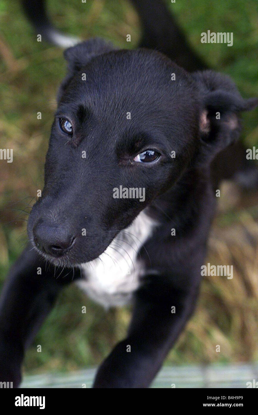 Assisi Animal Sanctuary In Bangor June 2000 A pup at Assisi Animal ...