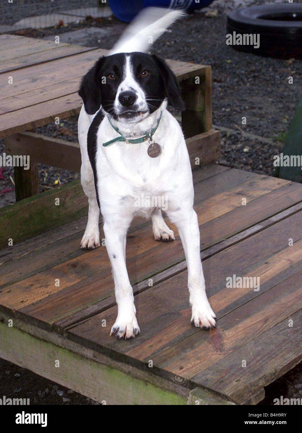 Assisi Animal Sanctuary In Bangor Nov 2000 Patch the labrador cross ...