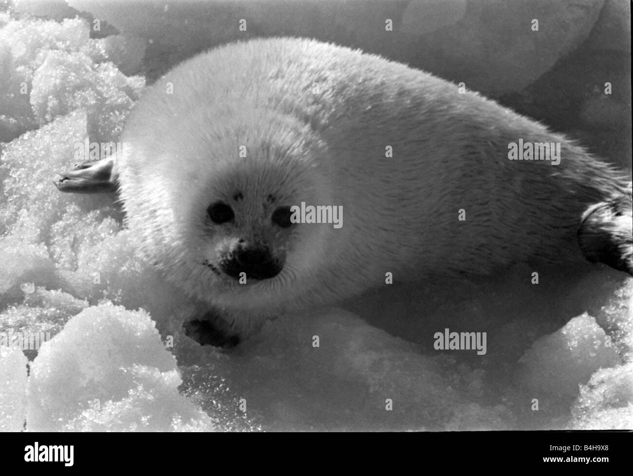 Seal culling hi-res stock photography and images - Alamy