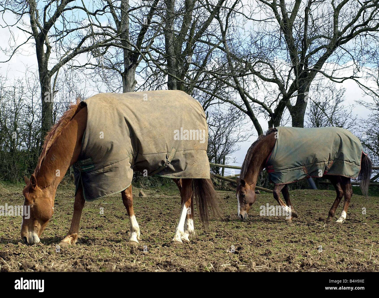 Crosskennan Lane Animal Sanctuary April 2001 horses graze in paddock ...