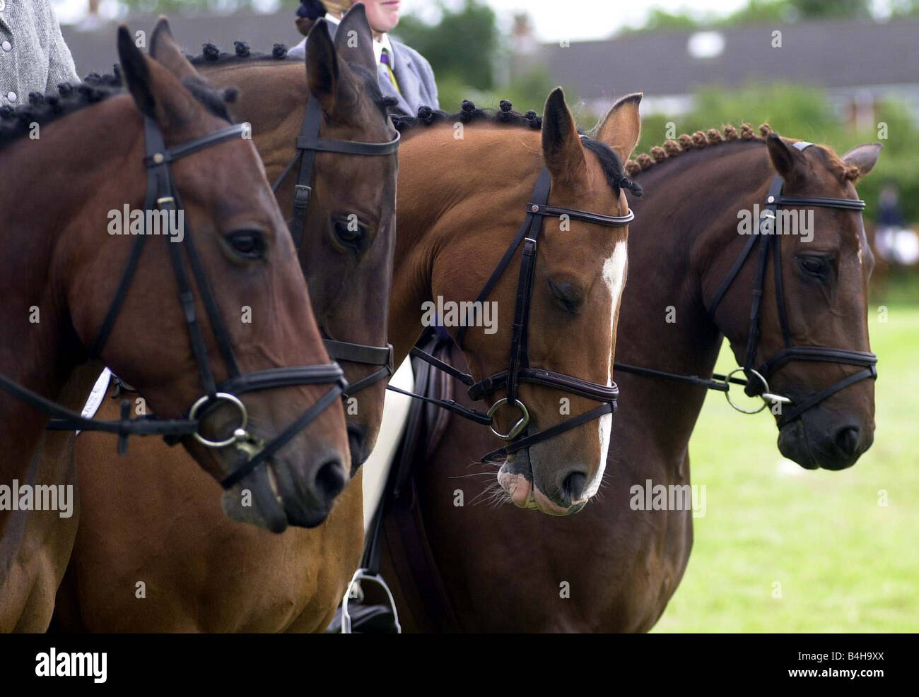Pony Club Northern Ireland Championships July 2001 Horses prepare for ...