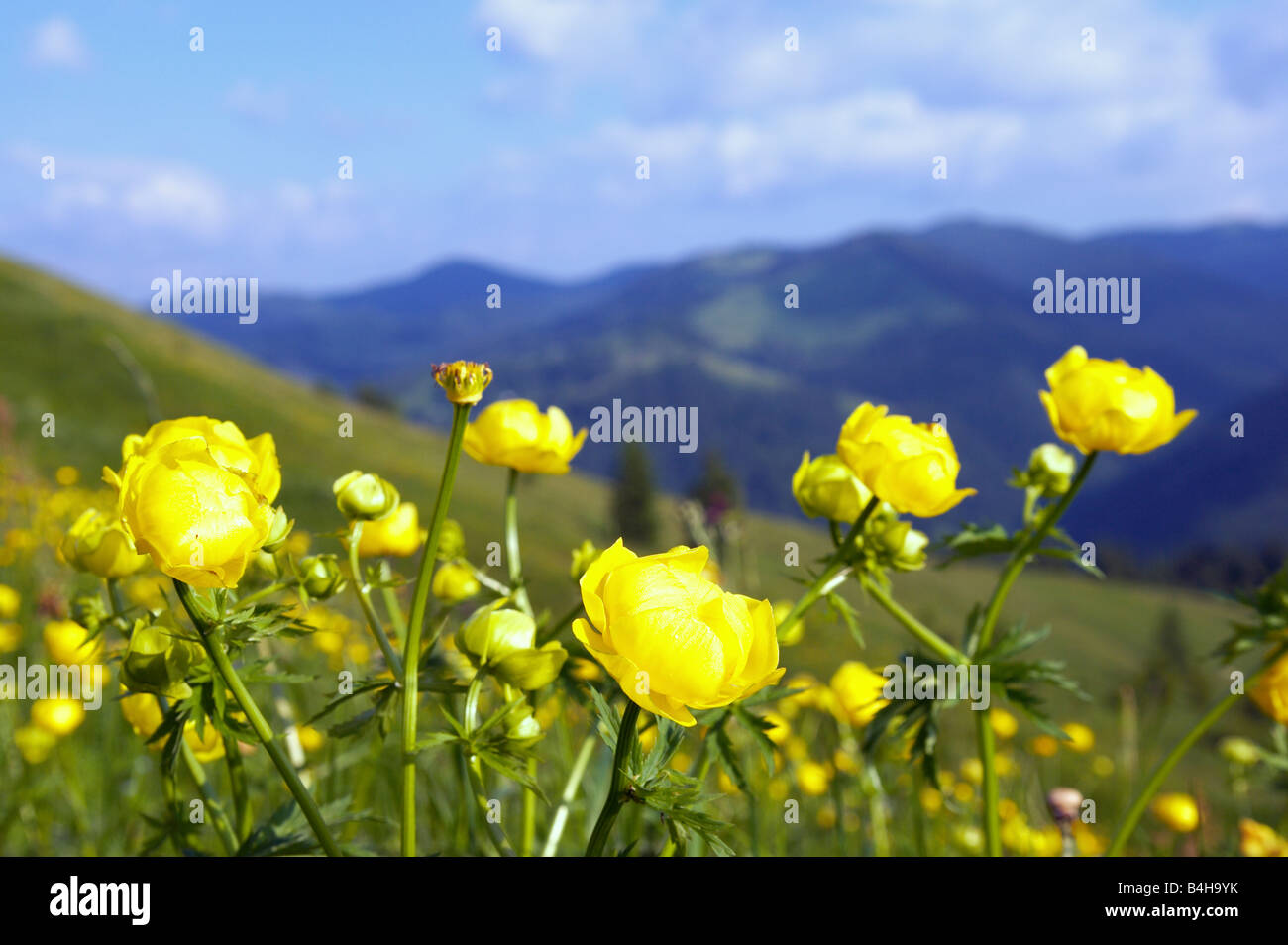 Yellow flowers on summer mountain range Stock Photo - Alamy