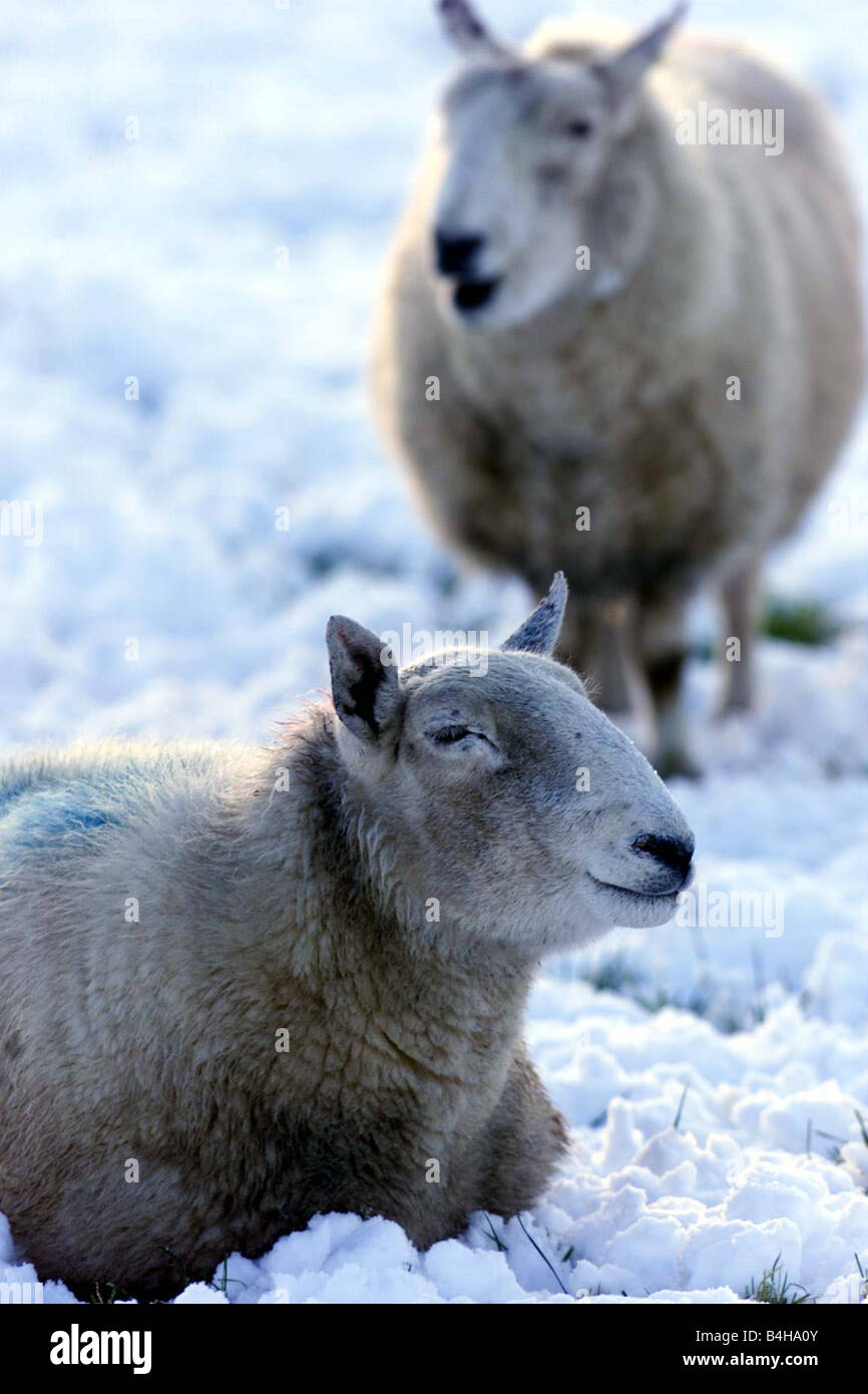 Brave sheep hi-res stock photography and images - Alamy