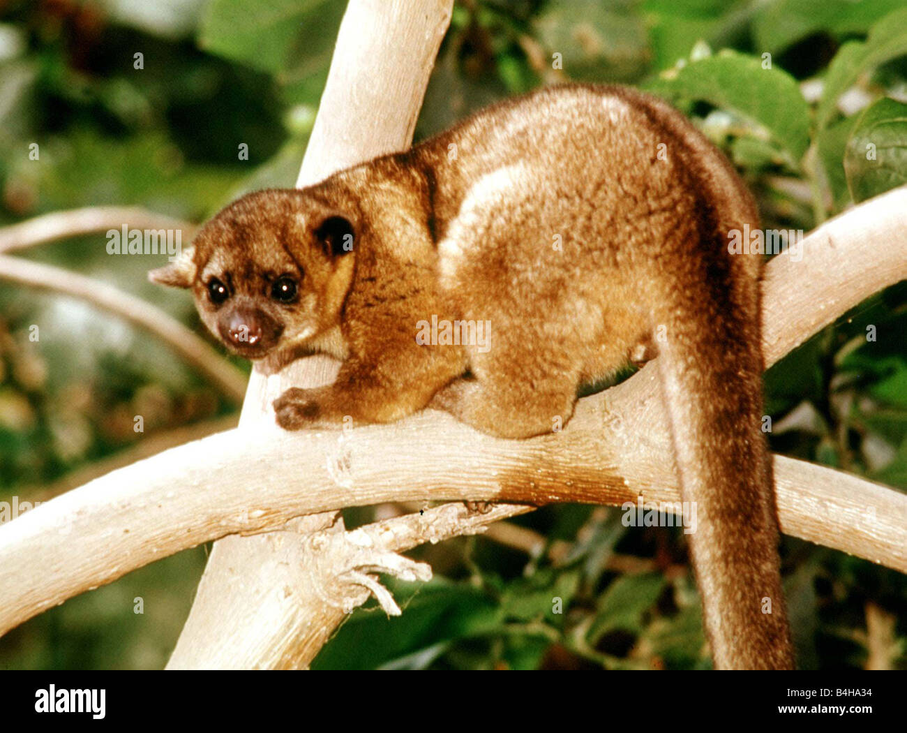 Animals Amazon March 1975 KIinkajou Potus Flavus Stock Photo - Alamy