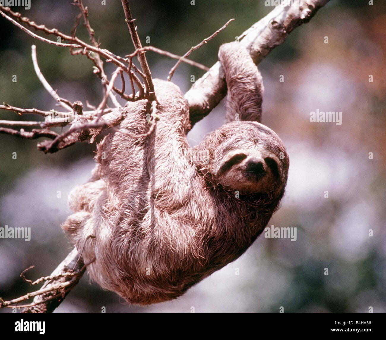 Animals Amazon March 1975 Three Toed Sloth Bradypus Tridactylus Stock ...