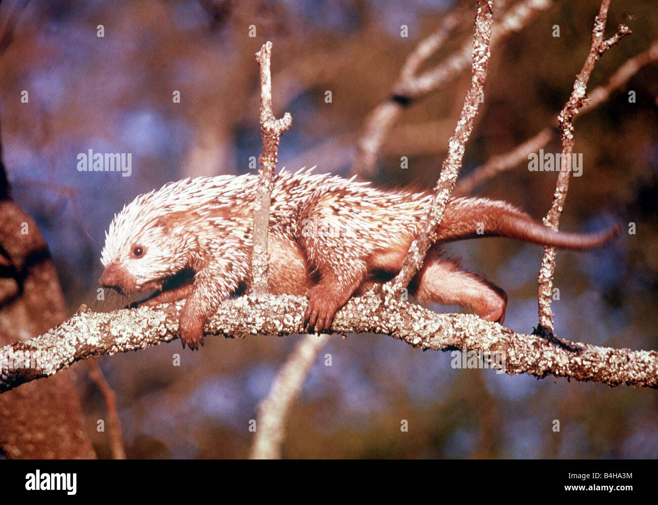 Animals Amazon Prehensile Tailed Porcupine March 1975 Coendou ...