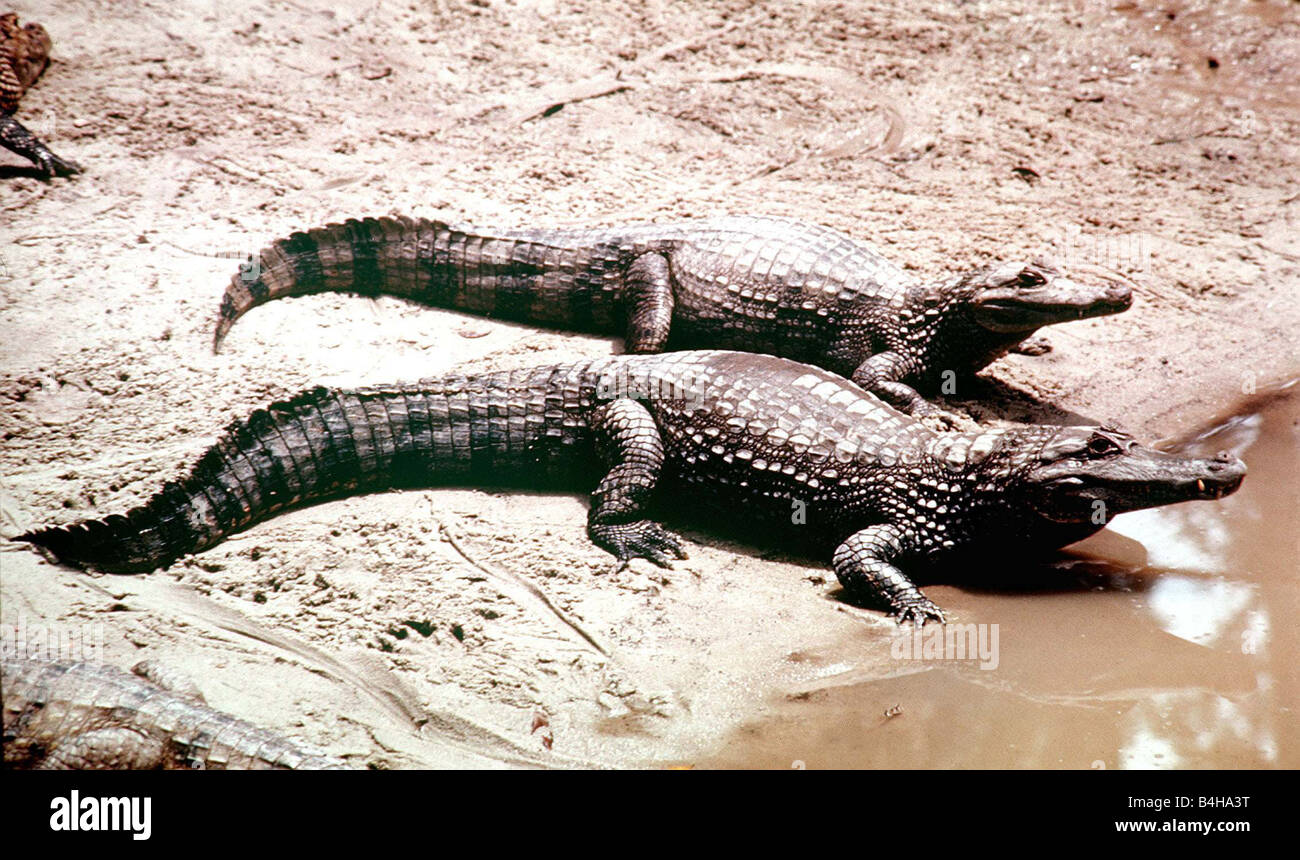Animals Amazon Caimen Crocodile March 1975 Caiman Species Stock Photo ...