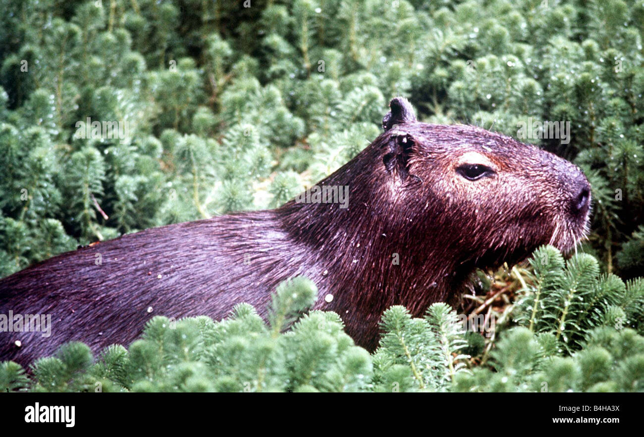 Animals Amazon Capybara March 1975 Hydrochaerus Hydrochaerus Stock ...