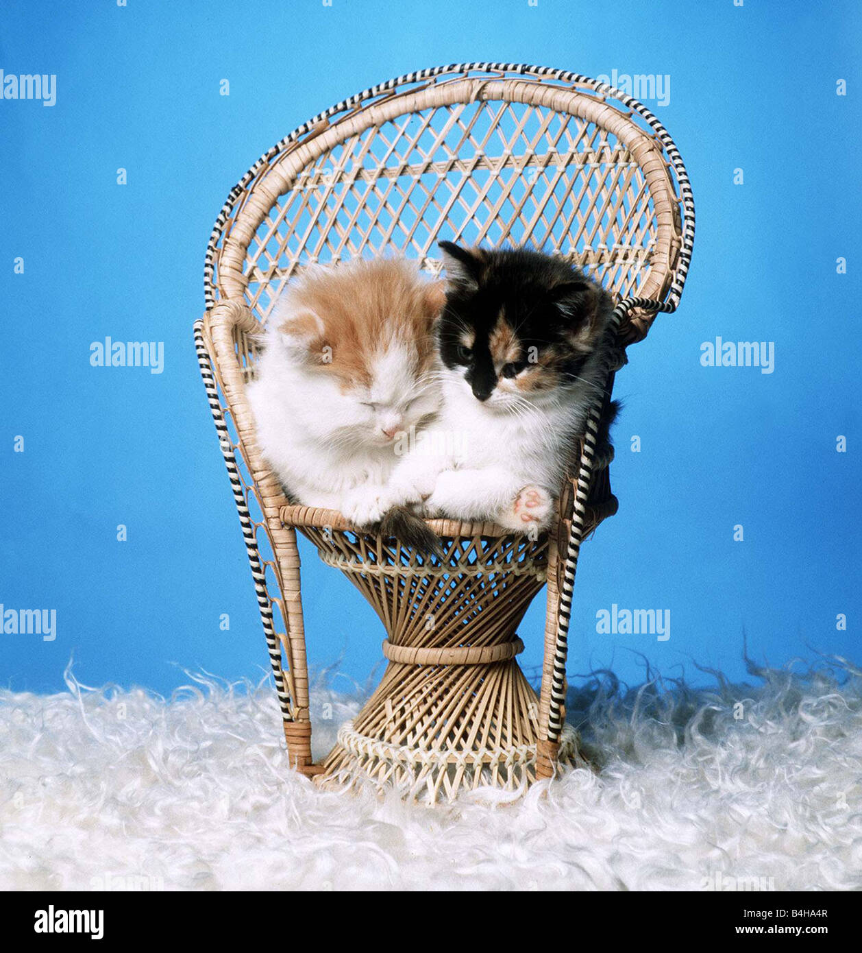 Animals Cats Kittens Kittens sitting together in a chair Stock Photo ...