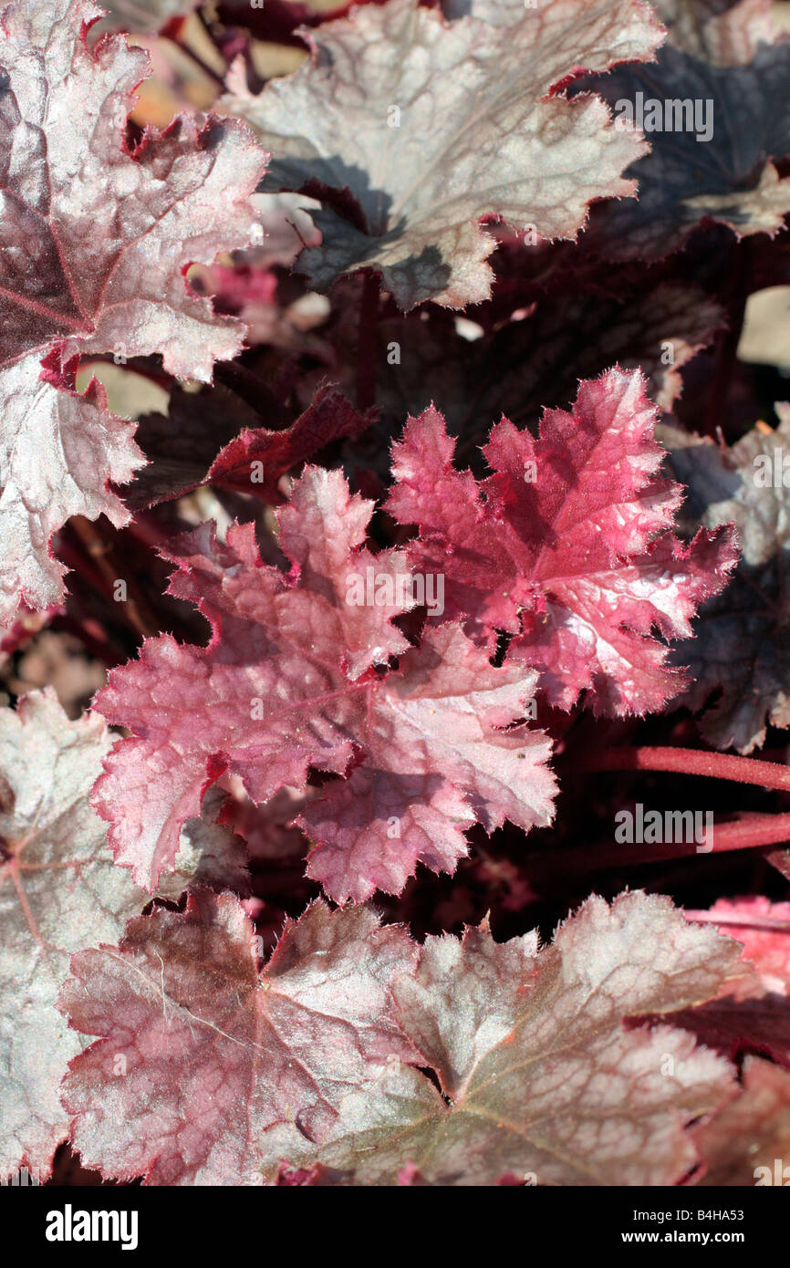 Purple pudding hi-res stock photography and images - Alamy