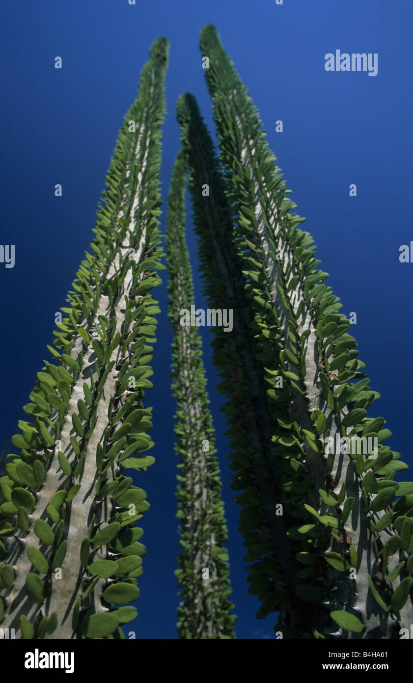 Alluaudia trees hi-res stock photography and images - Alamy