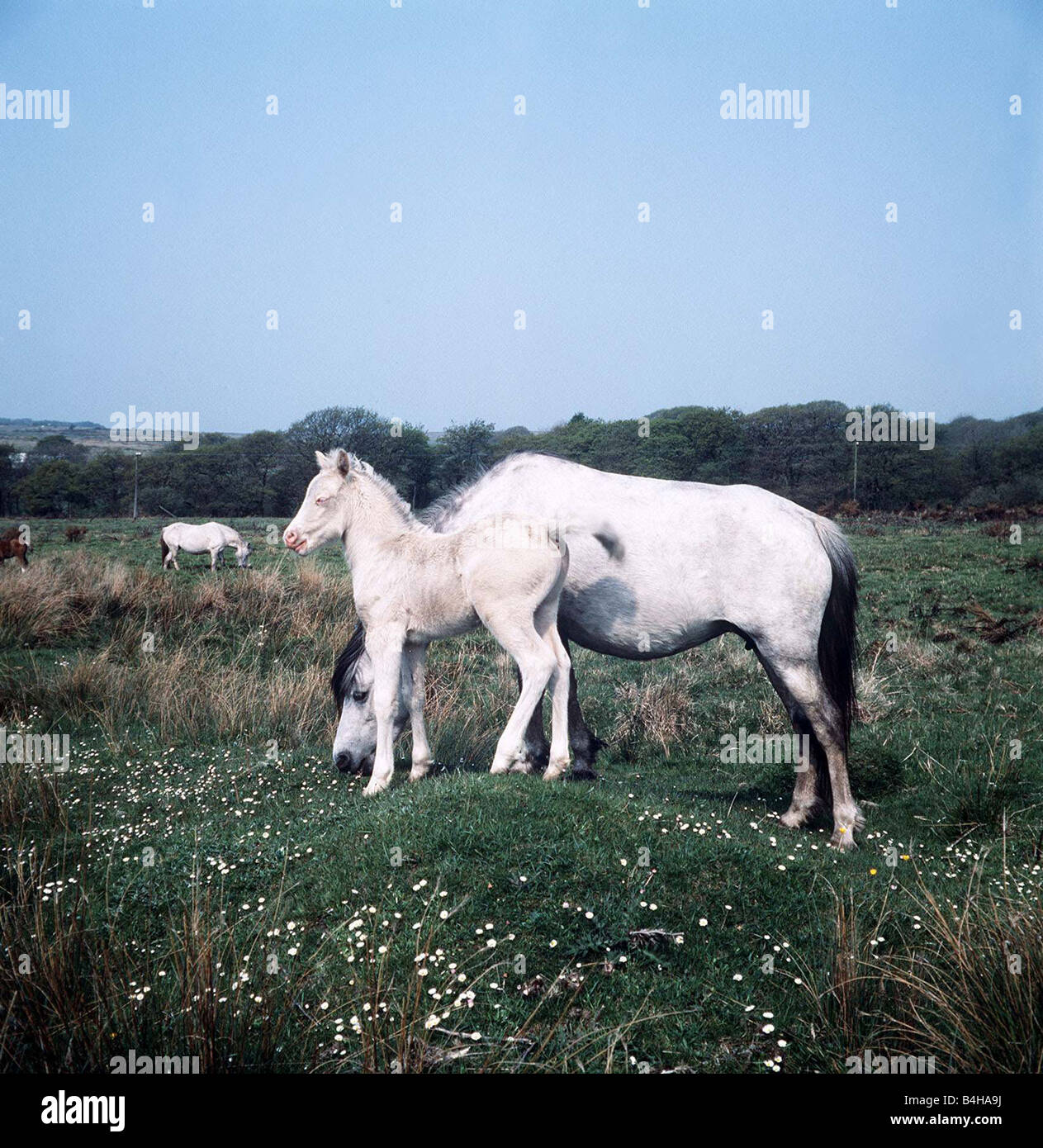 Welsh ponies and Foals June 1977 Stock Photo - Alamy