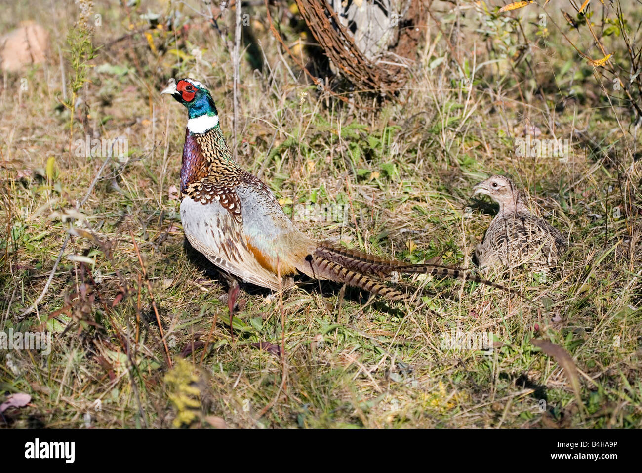 Ring-necked Pheasant Phasianus colchicus Stock Photo - Alamy