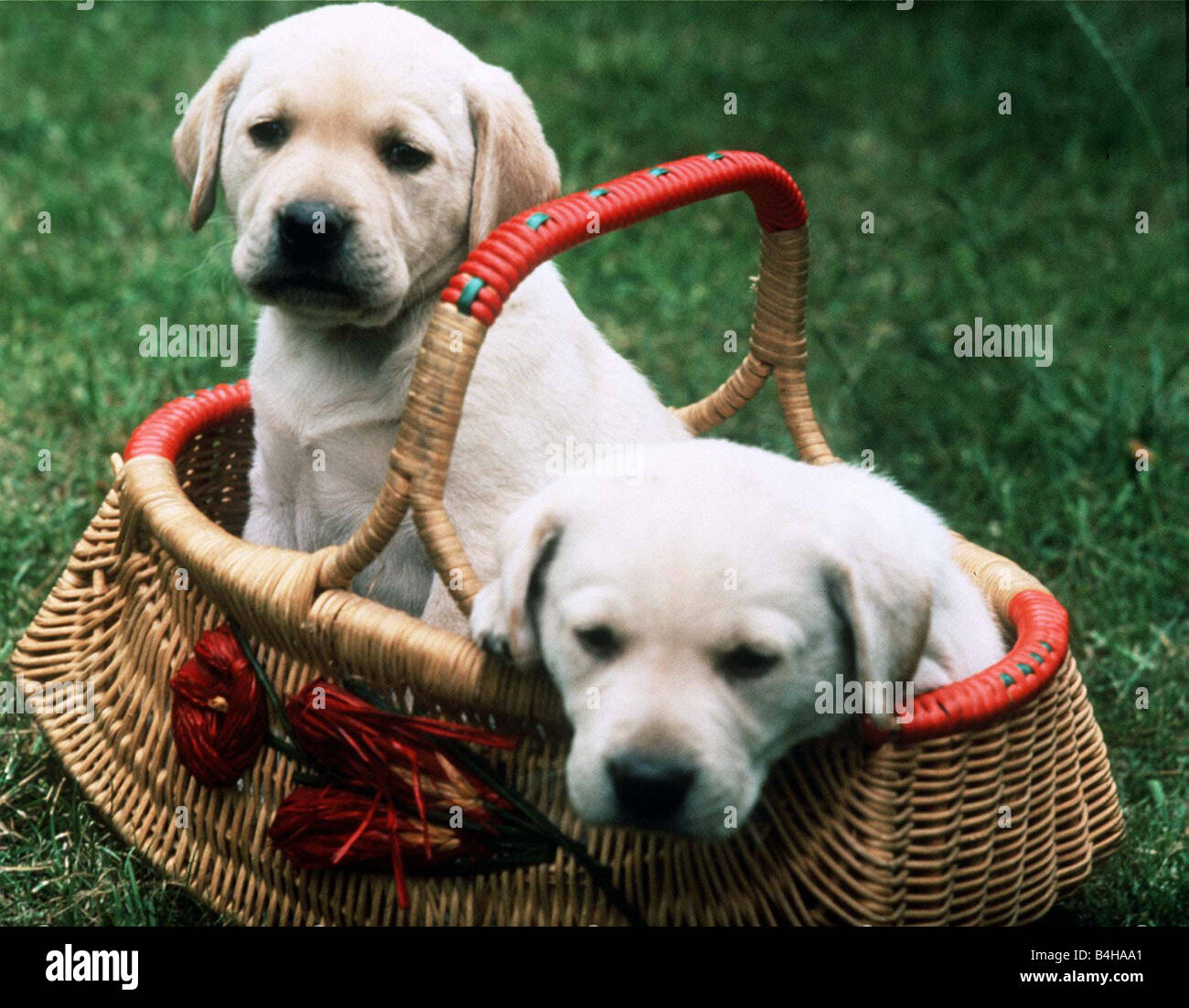 Labrador puppies in basket hi-res stock photography and images - Alamy