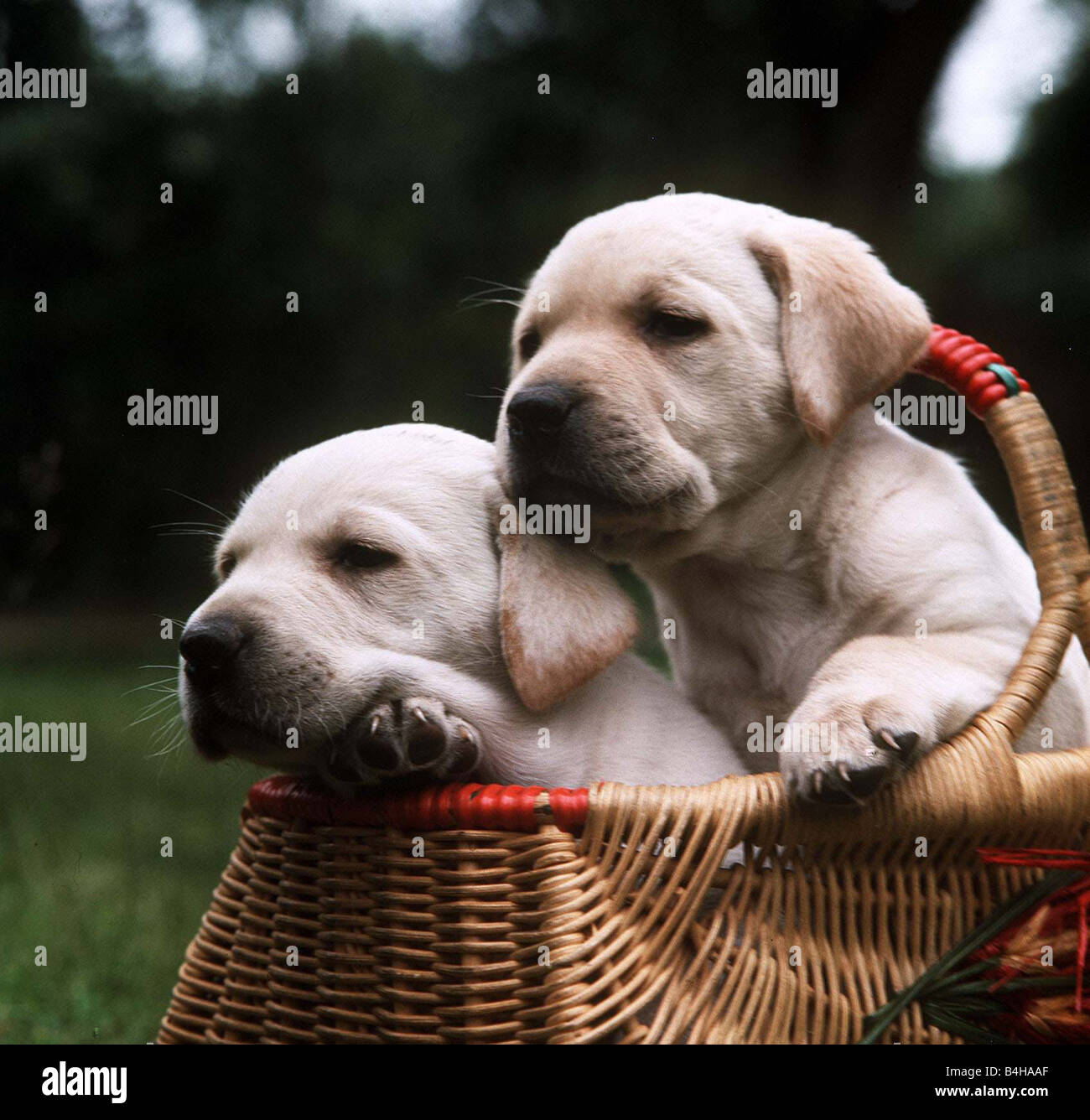 Labrador puppies in basket hi-res stock photography and images - Alamy