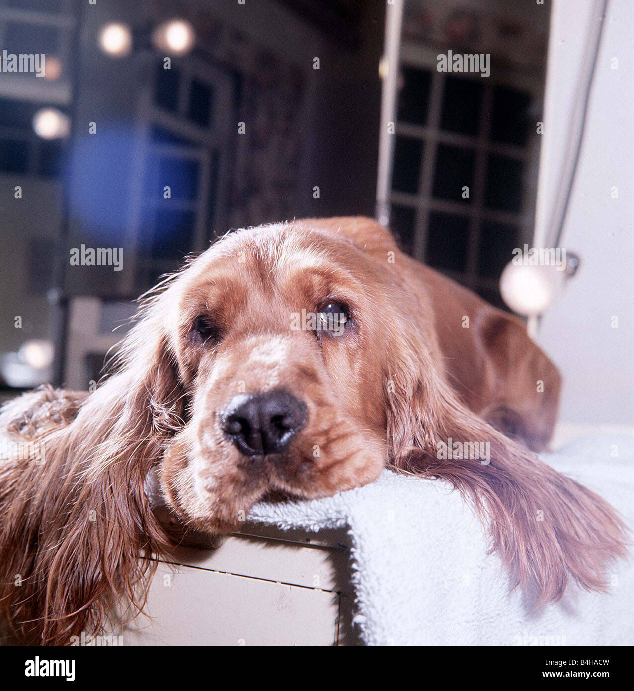 Flush the Cocker Spaniel December 1964 owned by Mary Chipperfield who ...