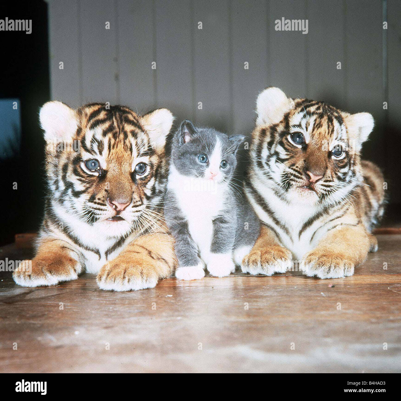 Tiger Cubs and a Kitten May 1985 owned by Raymond Graham Jones of ...