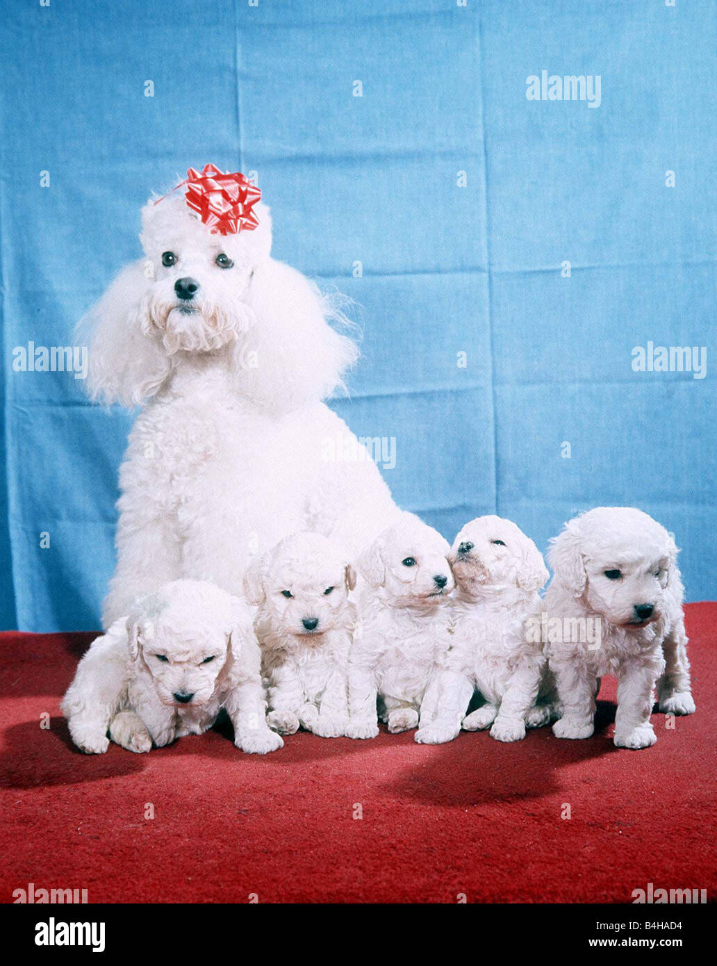 GiGi the Poodle February 1965 with her five puppies Owned by Mrs ...