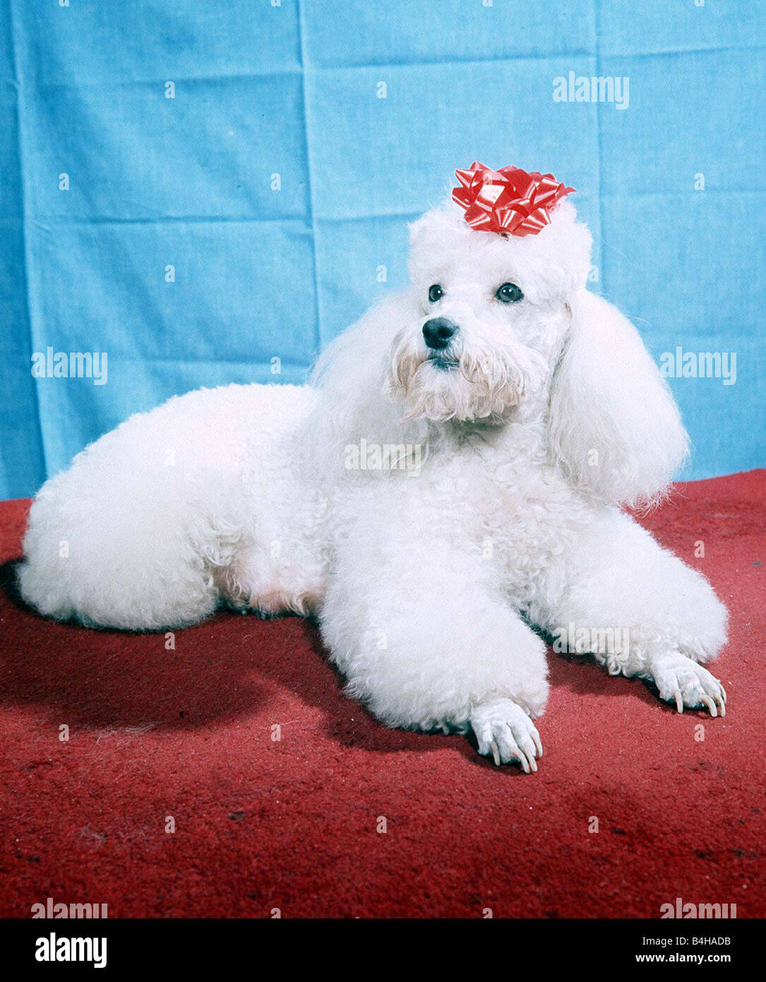 GiGi the Poodle February 1965 Stock Photo - Alamy