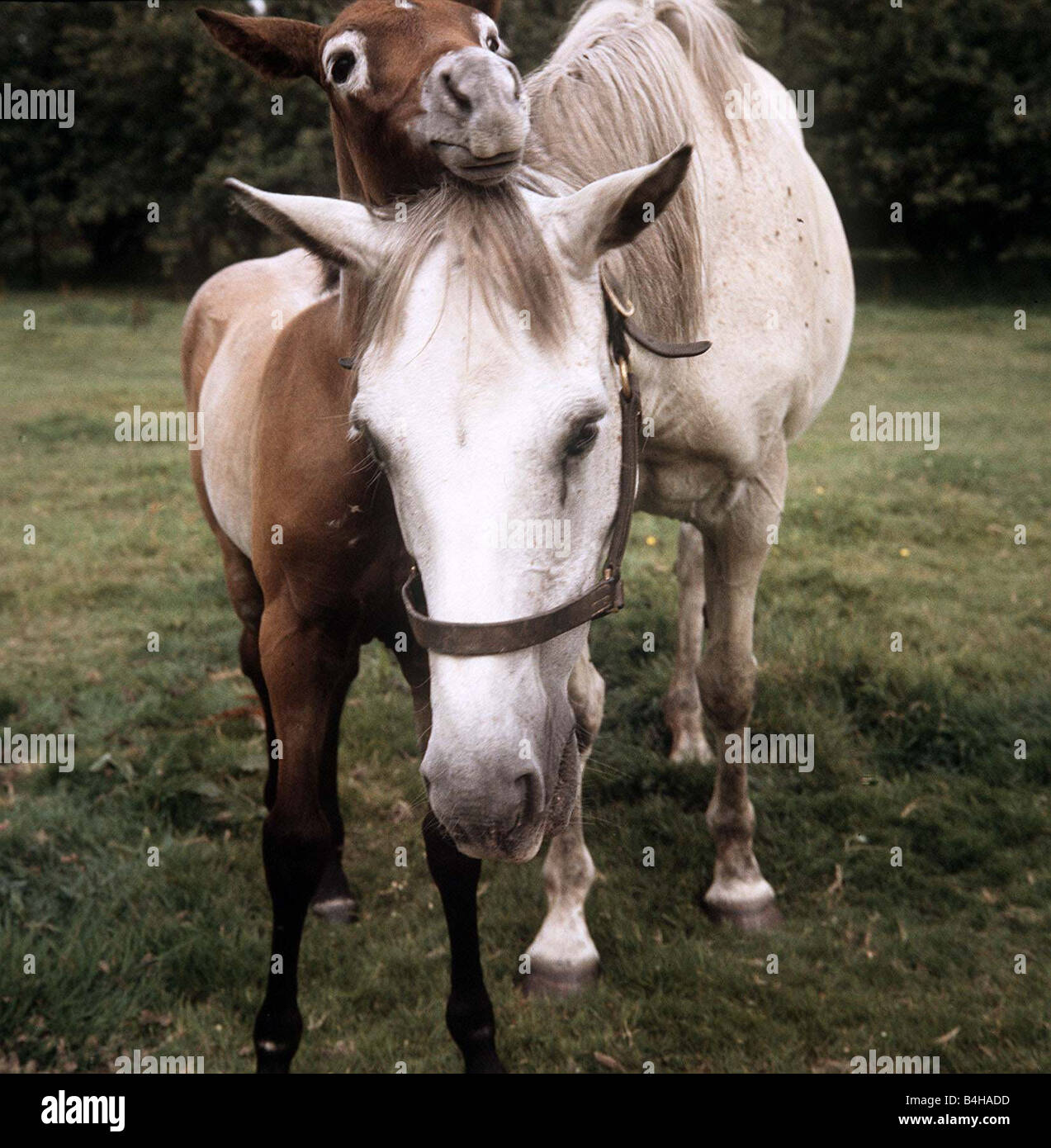 Flighty Miss and Firefly A Mare and Foal July 1964 Stock Photo - Alamy