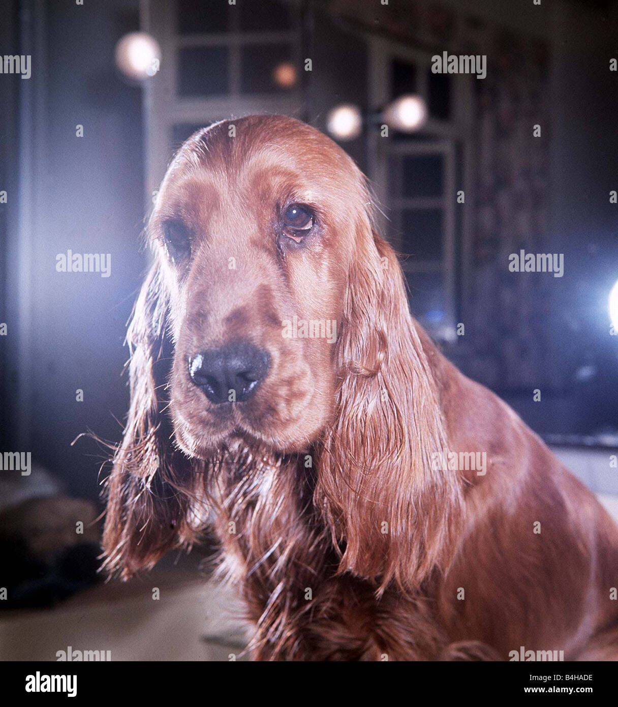Flush the Cocker Spaniel December 1964 owned by Mary Chipperfield who ...