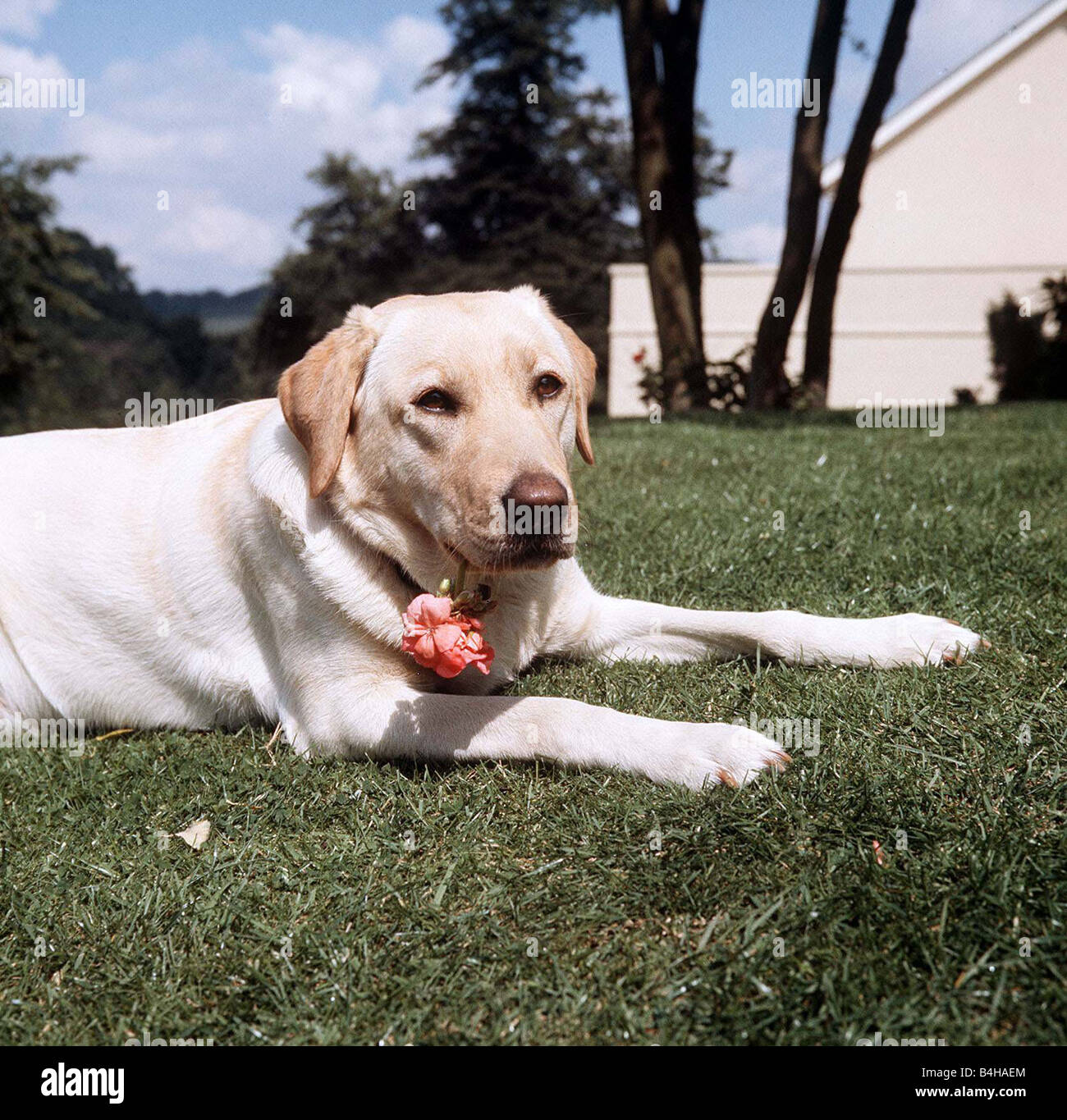 Cleopatra the 18 month old Golden Labrador August 1965 Stock Photo - Alamy