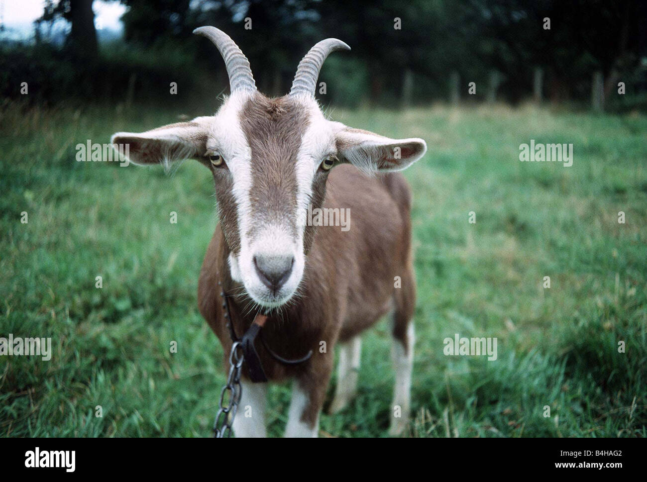 Goat Toggenburg January 1980 Stock Photo - Alamy