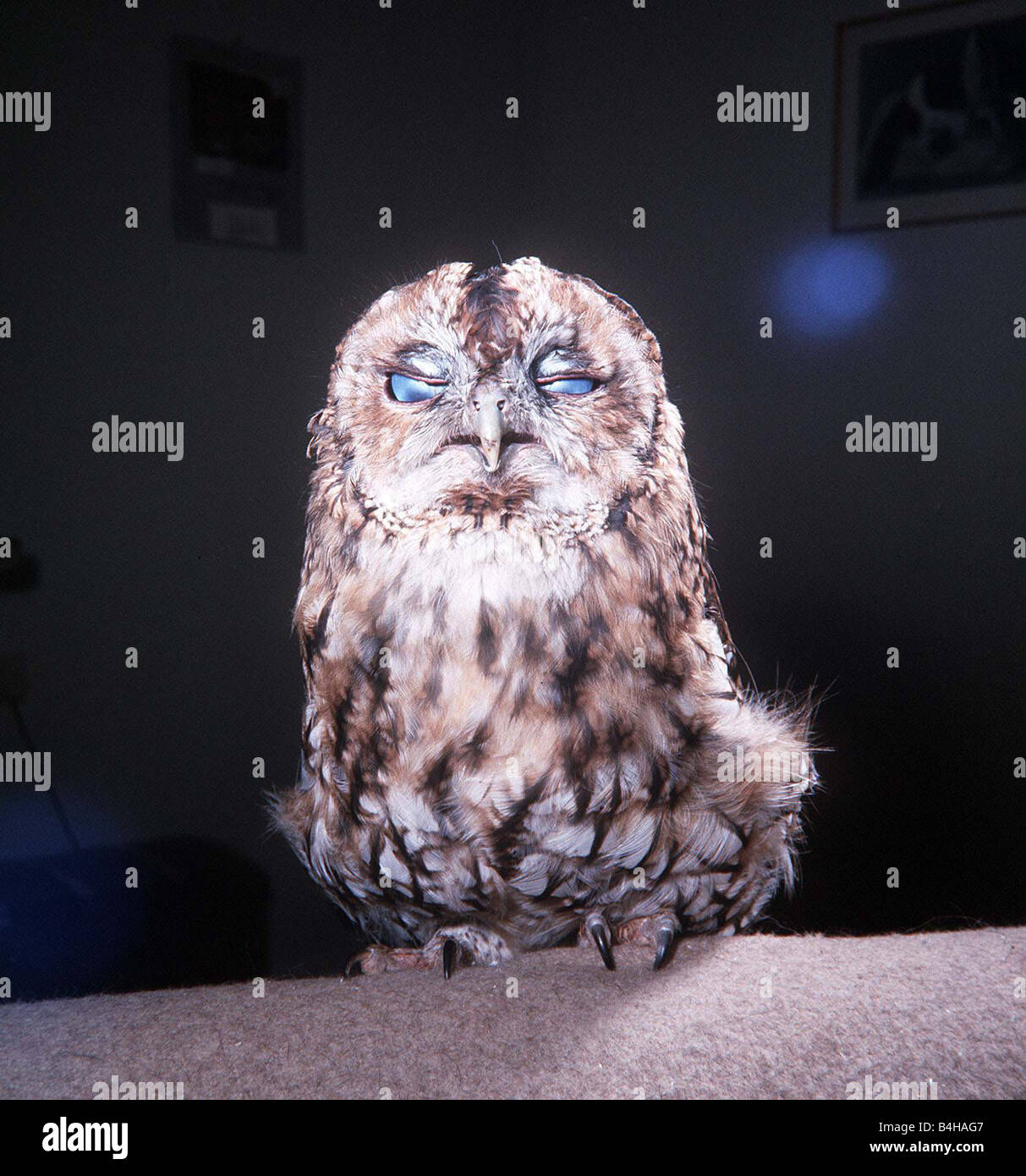 Oscar the Tawny Owl October 1965 Stock Photo - Alamy