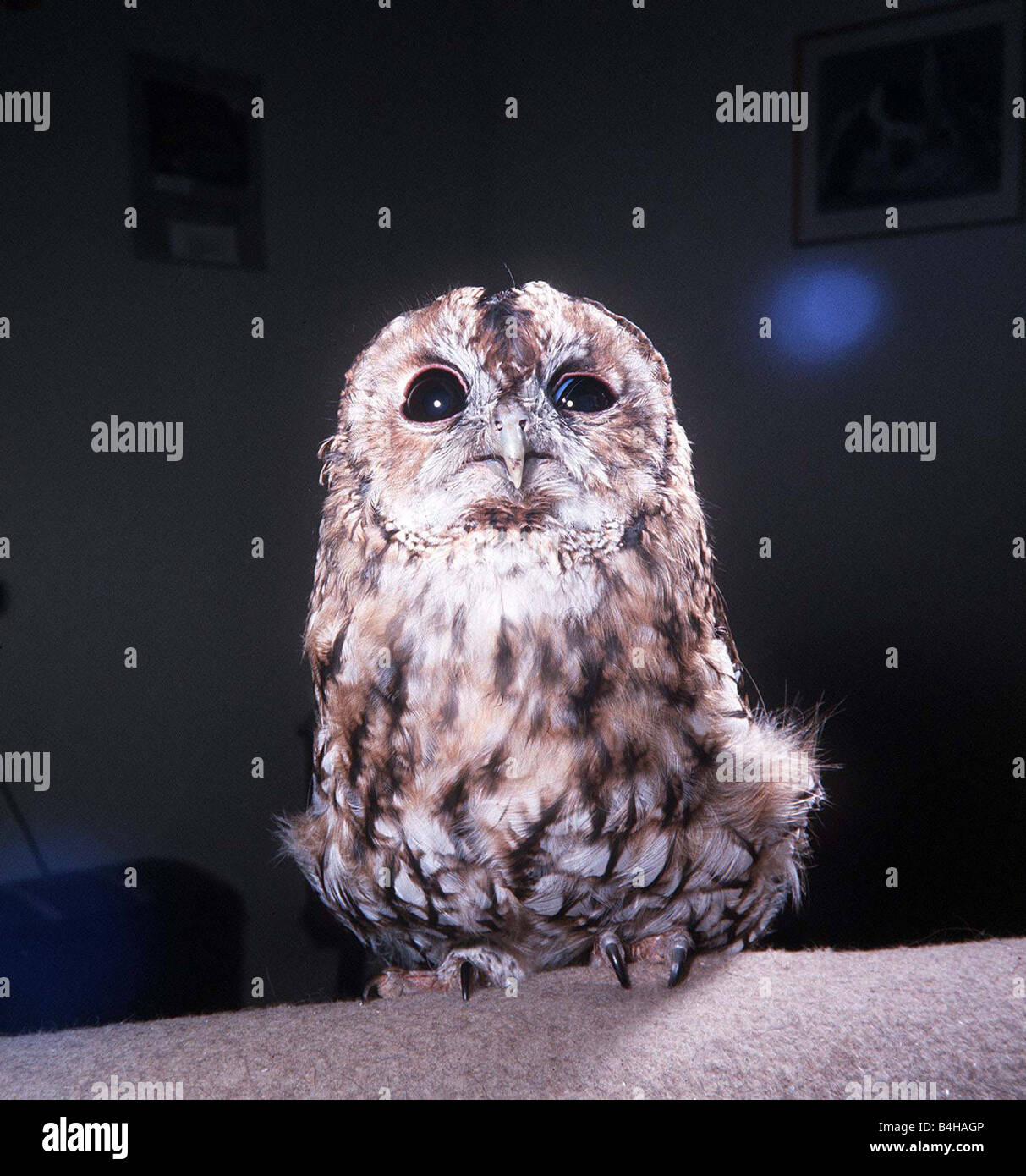 Oscar the Tawny Owl October 1965 Stock Photo - Alamy