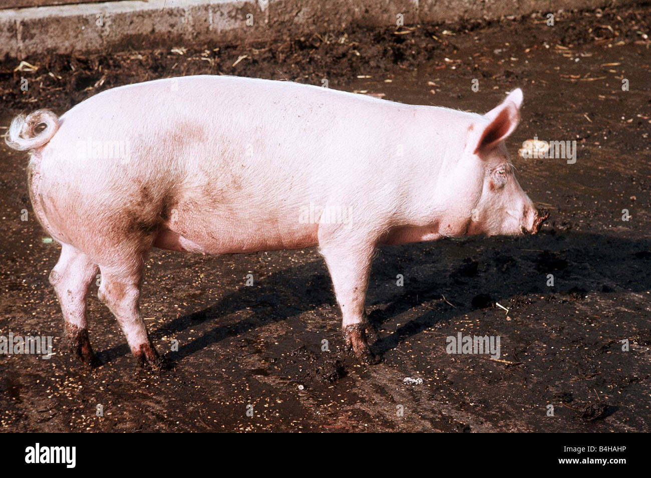 Pig June 1974 Stock Photo - Alamy