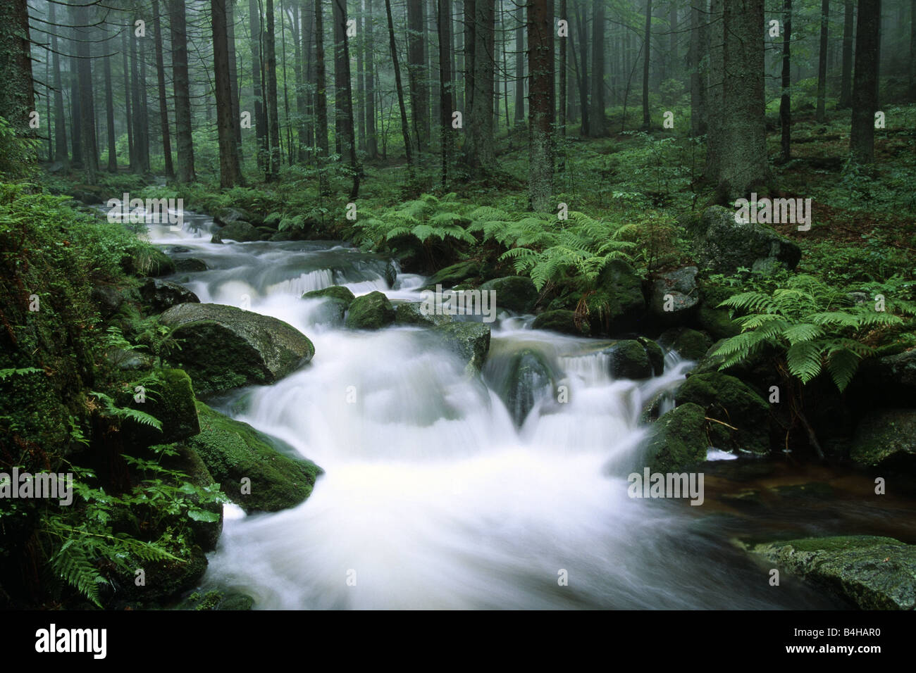 Creek flowing in forest, Bayerischer Wald, Bavaria, Germany Stock Photo ...