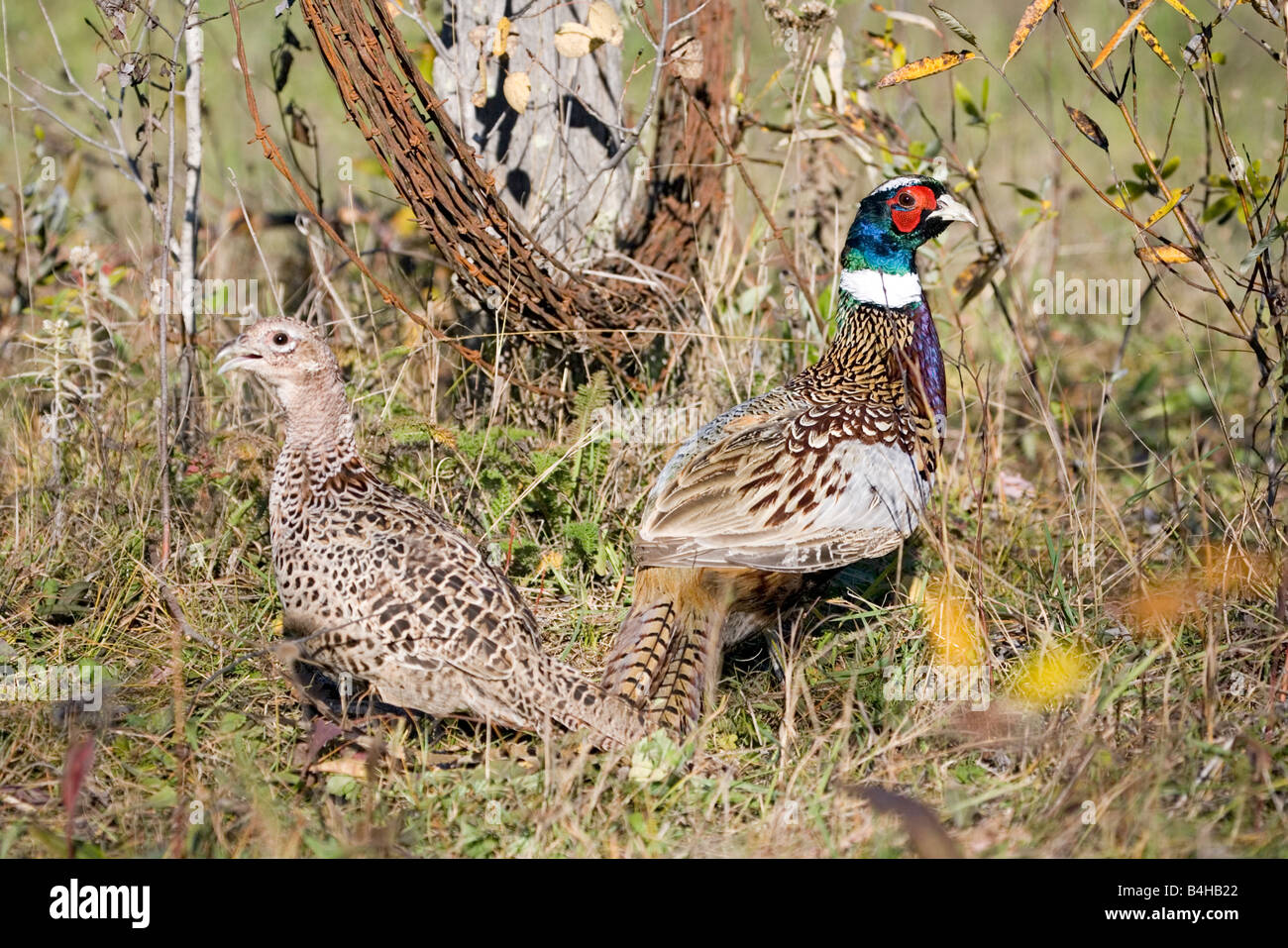 Ring-necked Pheasant Phasianus colchicus Stock Photo - Alamy