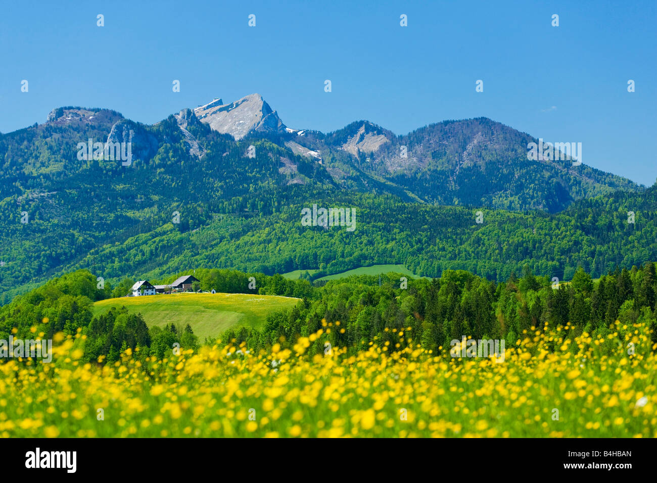 Wild flowers blooming in field, Schafberg, Salzburg, Austria Stock ...