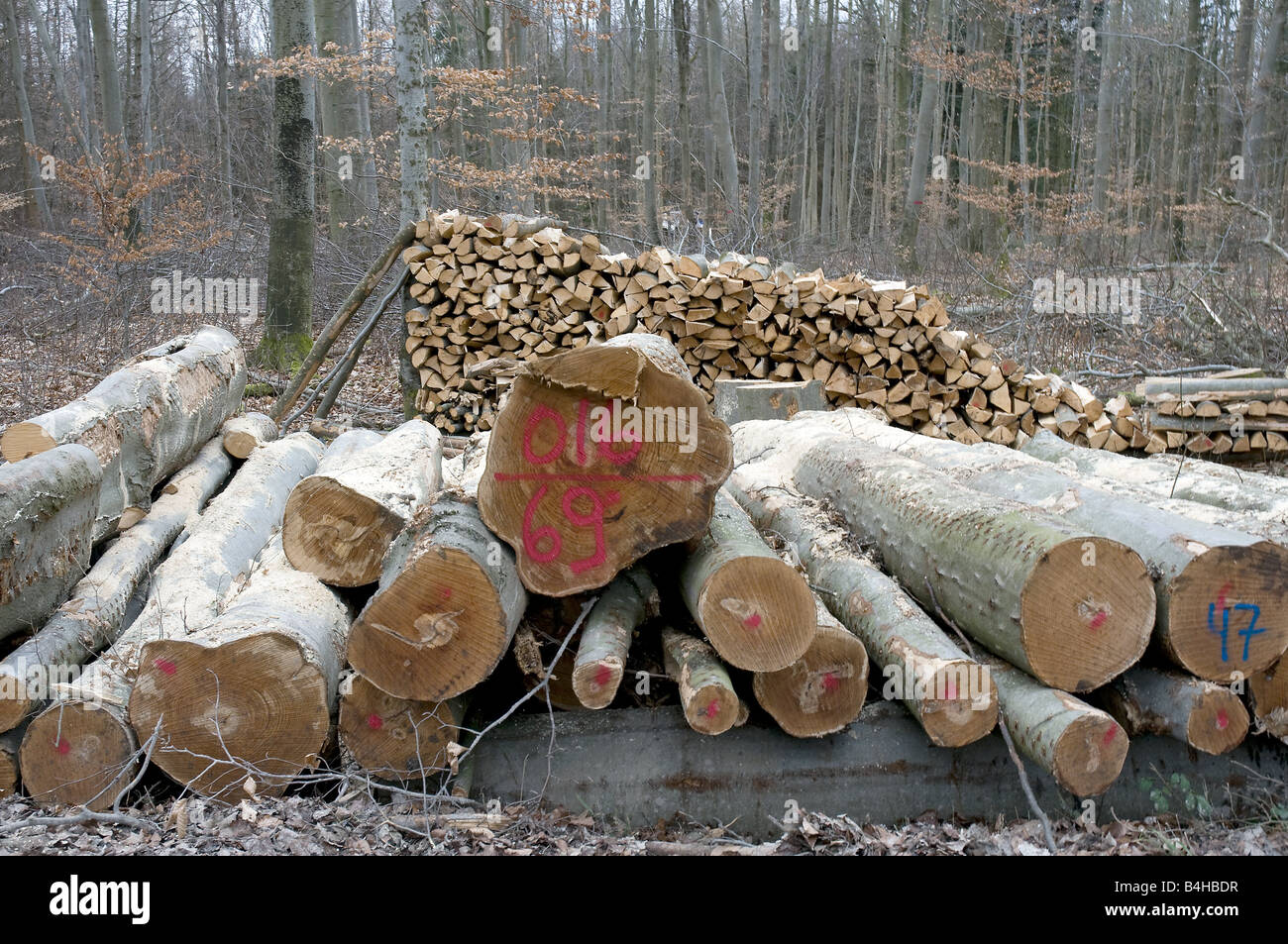 Stack of logs in forest Stock Photo - Alamy