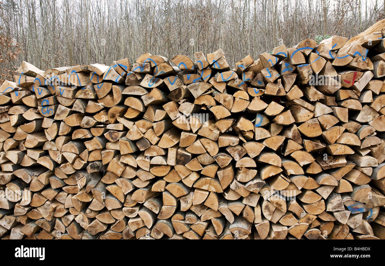 Stack of logs in forest Stock Photo - Alamy