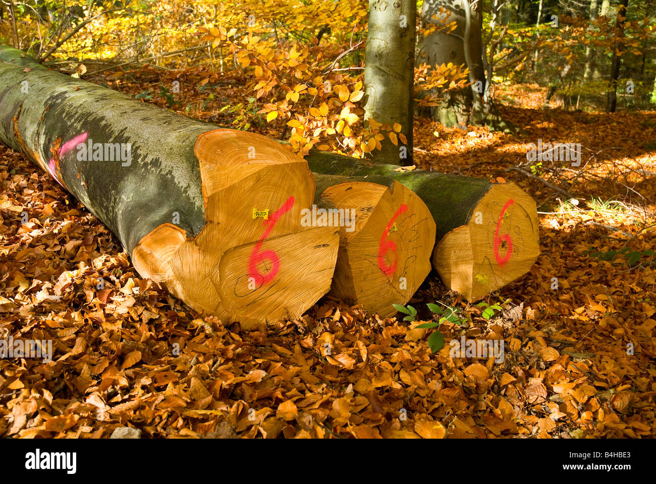 Logs in forest Stock Photo - Alamy