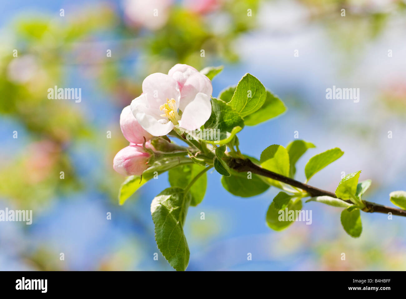 Close salzburg hi-res stock photography and images - Alamy