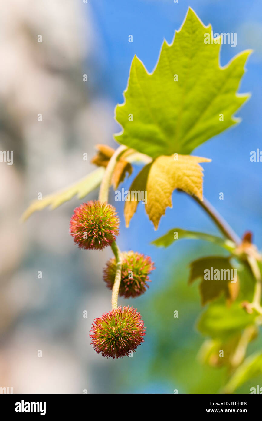 London platane hi-res stock photography and images - Alamy