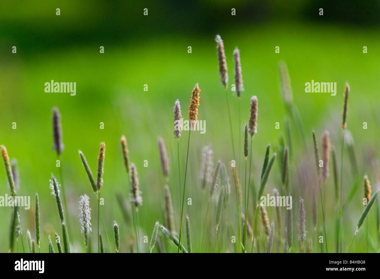Blades of grass hi-res stock photography and images - Alamy